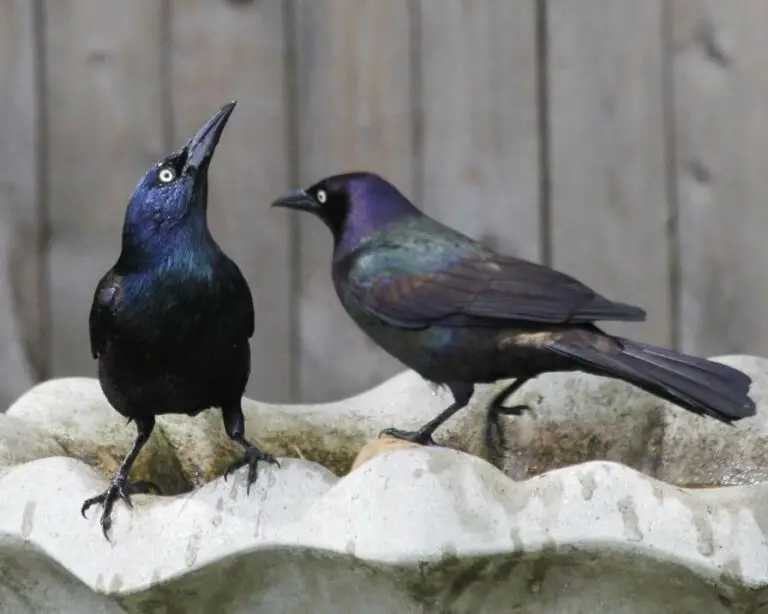 Grackles Puffing Up? Here’s What You Need To Know! - Bird Avid