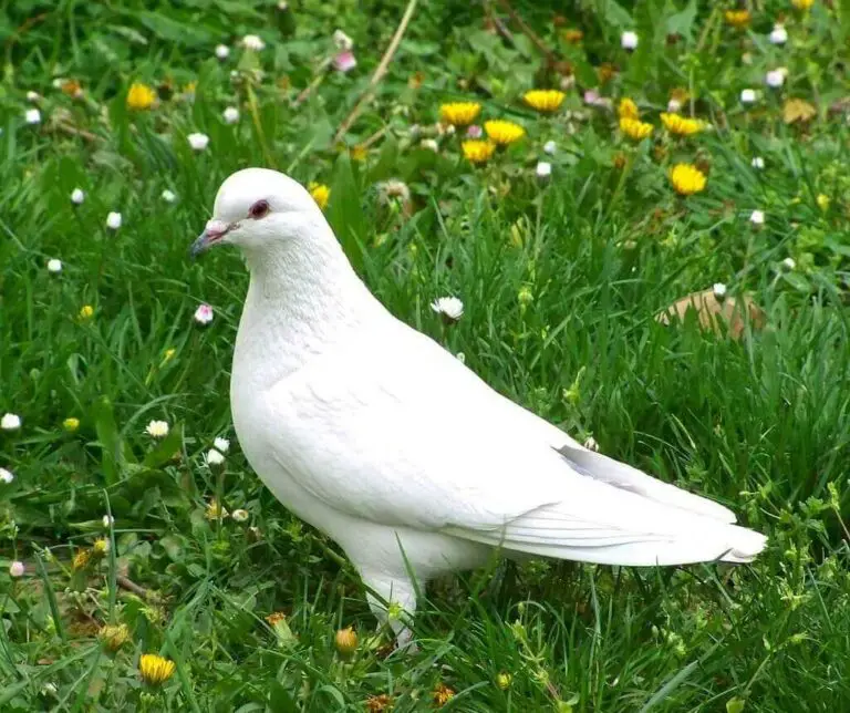 Are All Doves White? (Top 4 Things You Need To Know!) - Bird Avid