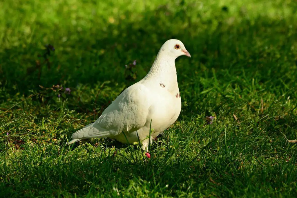Are All Doves White? (Top 4 Things You Need To Know!) - Bird Avid