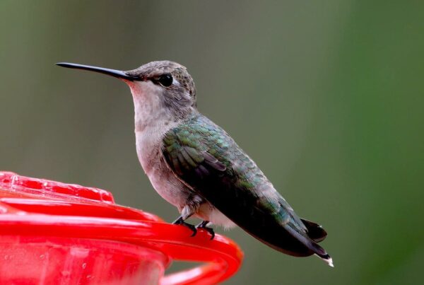 Are There Ravens In Florida? (Explained!) - Bird Avid