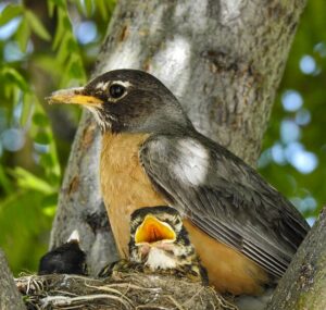 Do Robins Reuse Their Nests? (7 Things You Need To Know) - Bird Avid