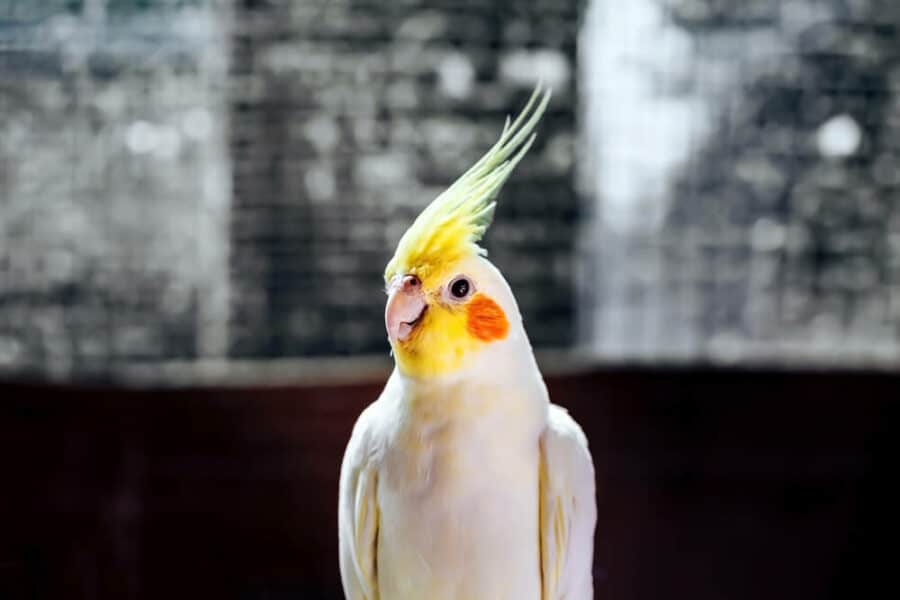 Can Birds Smile? + 4 Signs To Know When They Are Happy - Bird Avid