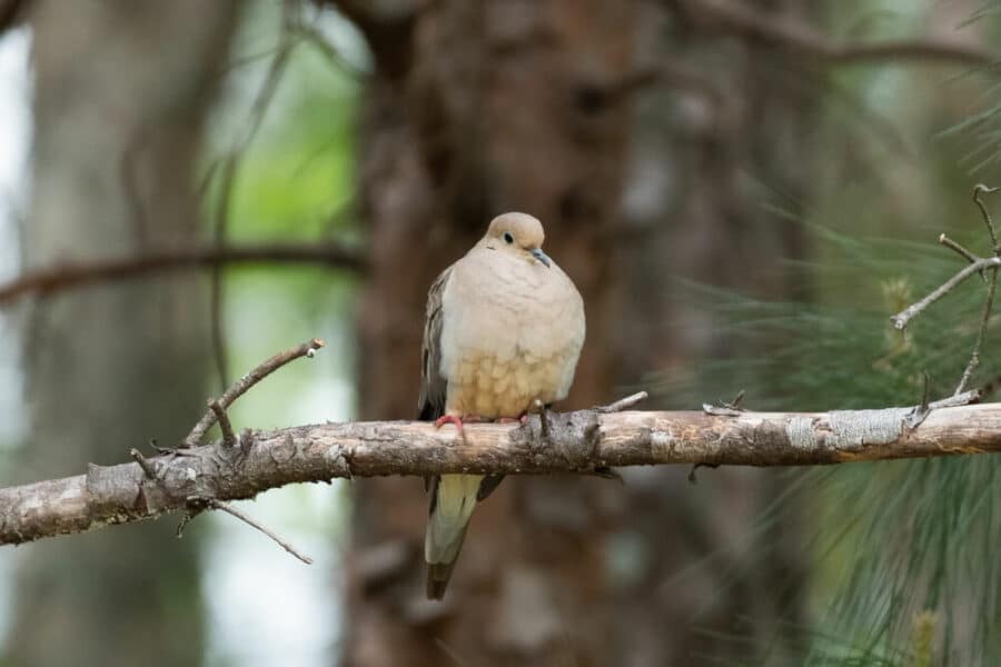 Why Do Mourning Doves Puff Up? (A Closer Look!) - Bird Avid