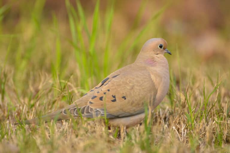 Why Do Mourning Doves Puff Up? (A Closer Look!) - Bird Avid
